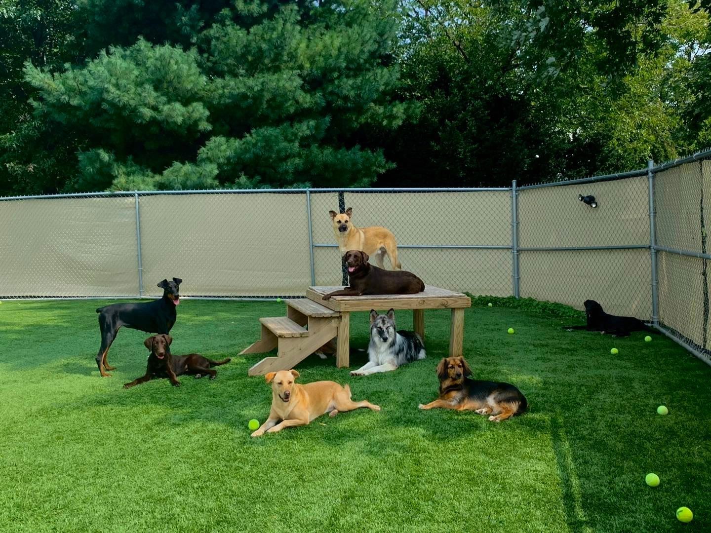 How To Help Backyard Overstimulation In Dogs